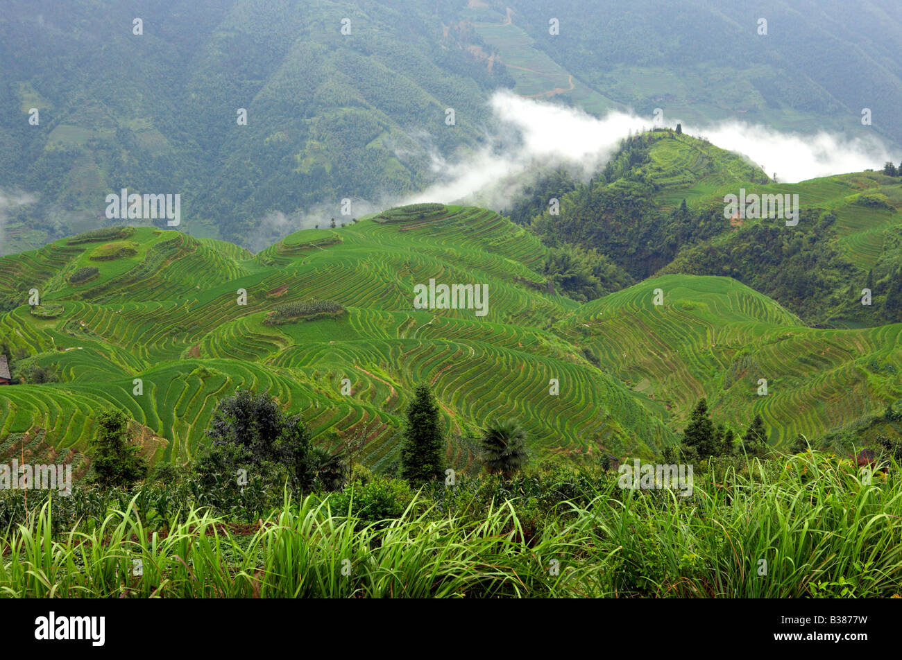 Ping An Rice Terraces Longsheng Longji Guilin China Ping An Rice ...