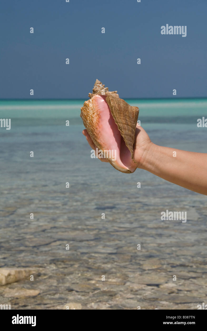 A hand holding a seashell Stock Photo - Alamy
