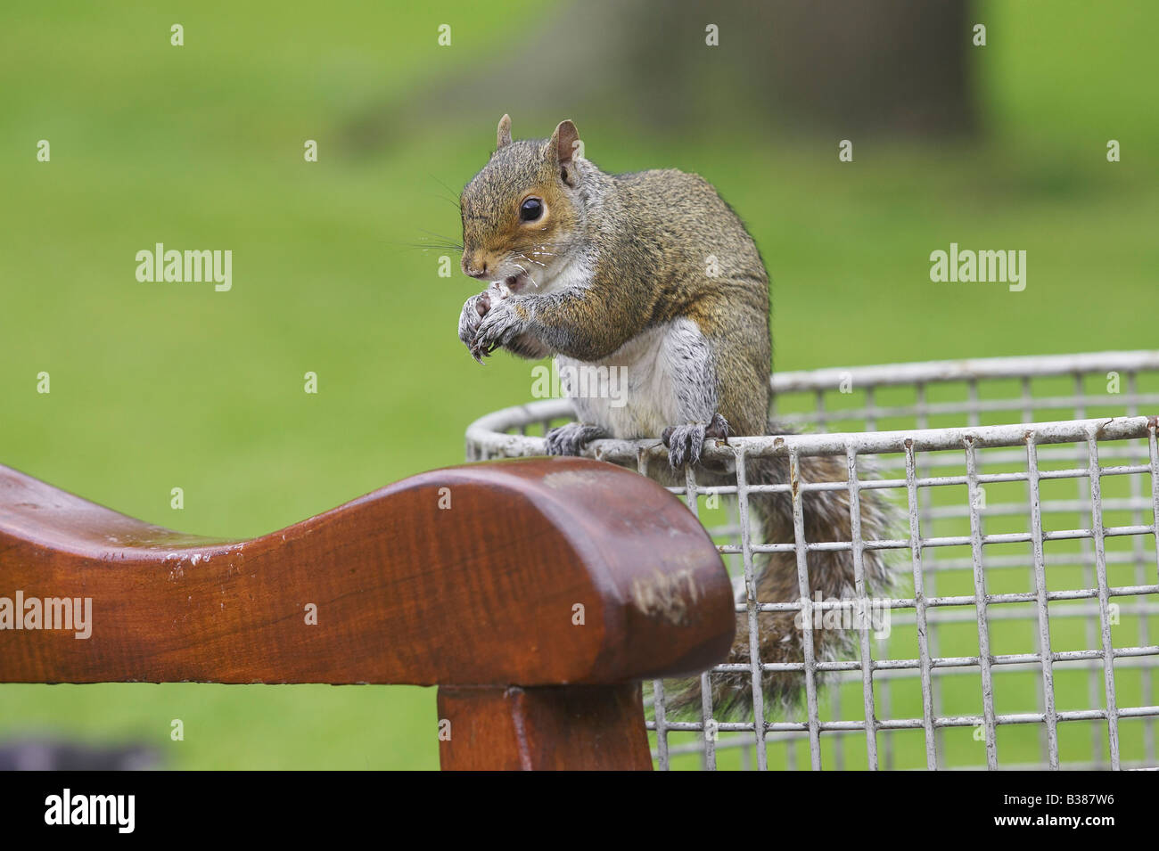 Squirrel on wire hi-res stock photography and images - Alamy