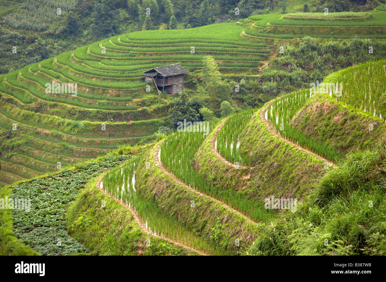 Ping An Rice Terraces Longsheng Longji Guilin China Building started in ...