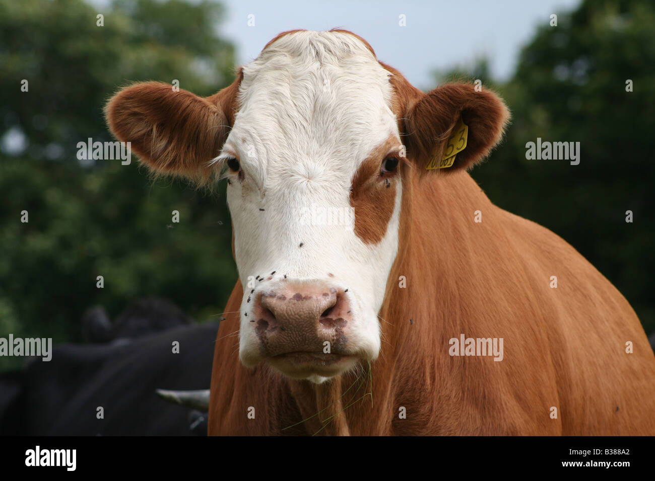 World farming cow hi-res stock photography and images - Alamy
