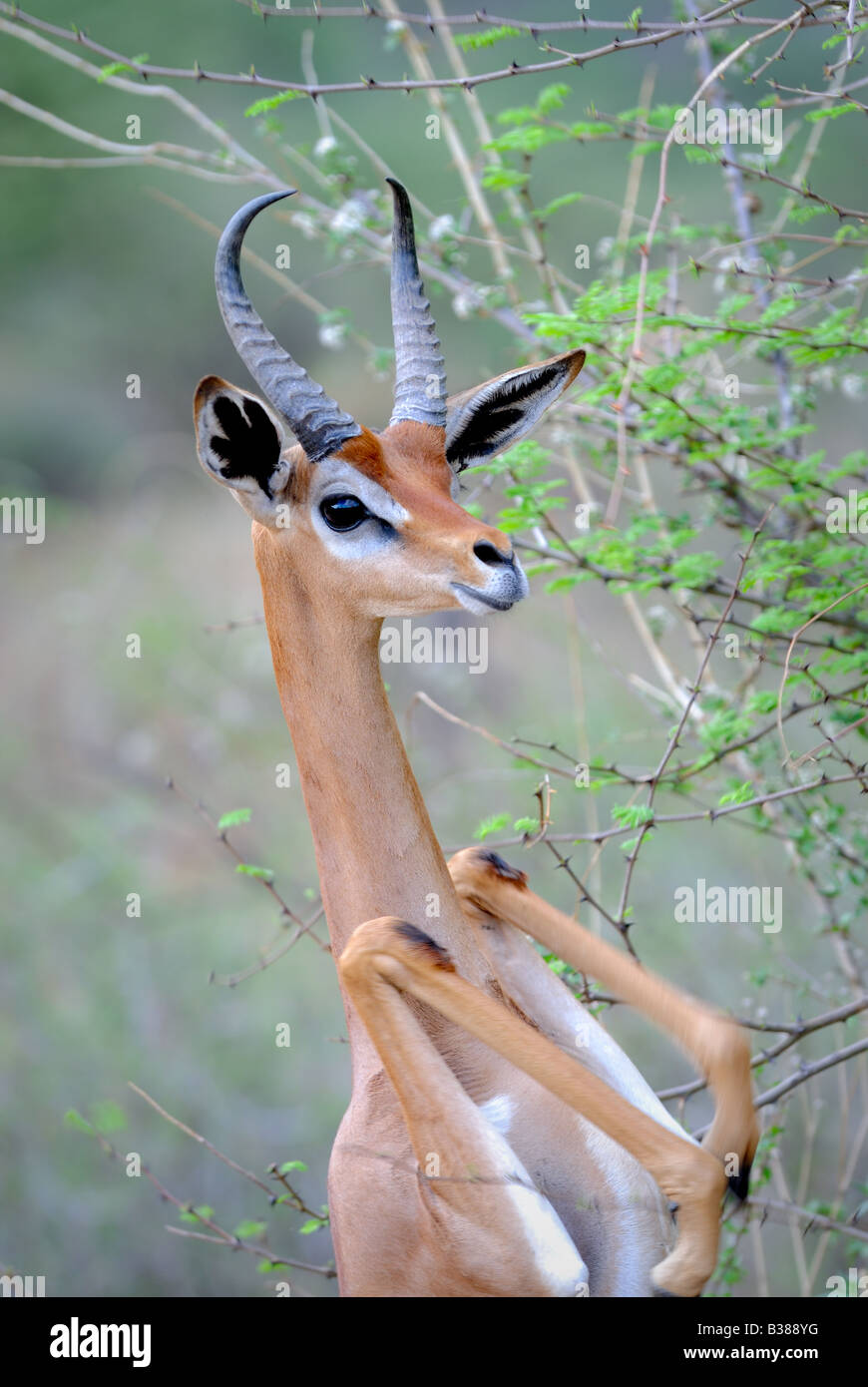 Gerenuk High Resolution Stock Photography and Images - Alamy