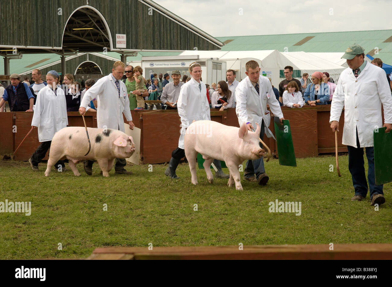 Pig judging at the Great Yorkshire Show Harrogate North Yorkshire ...