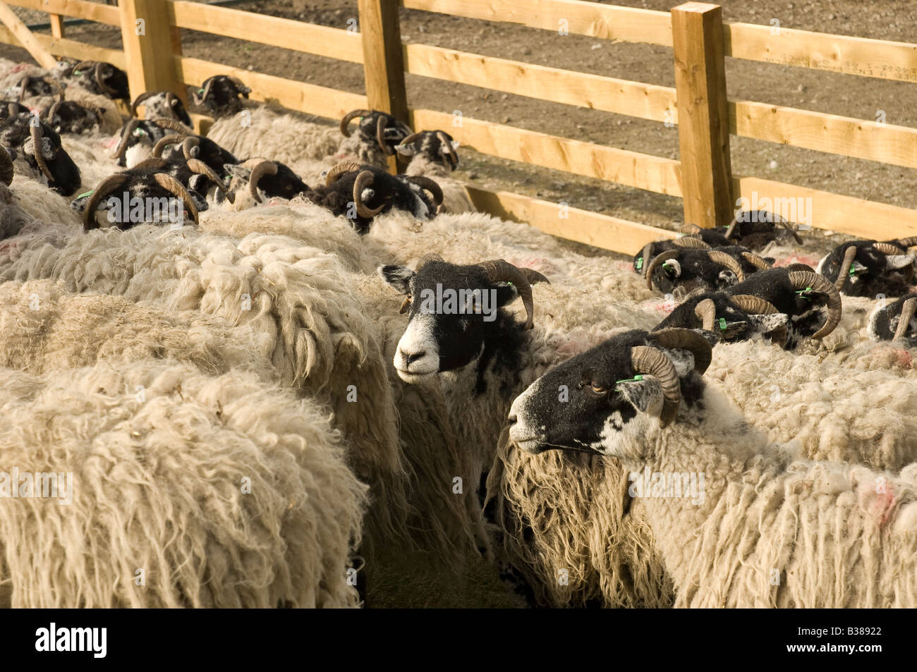 Sheep shearing show in wool livestock farm hi-res stock photography and ...