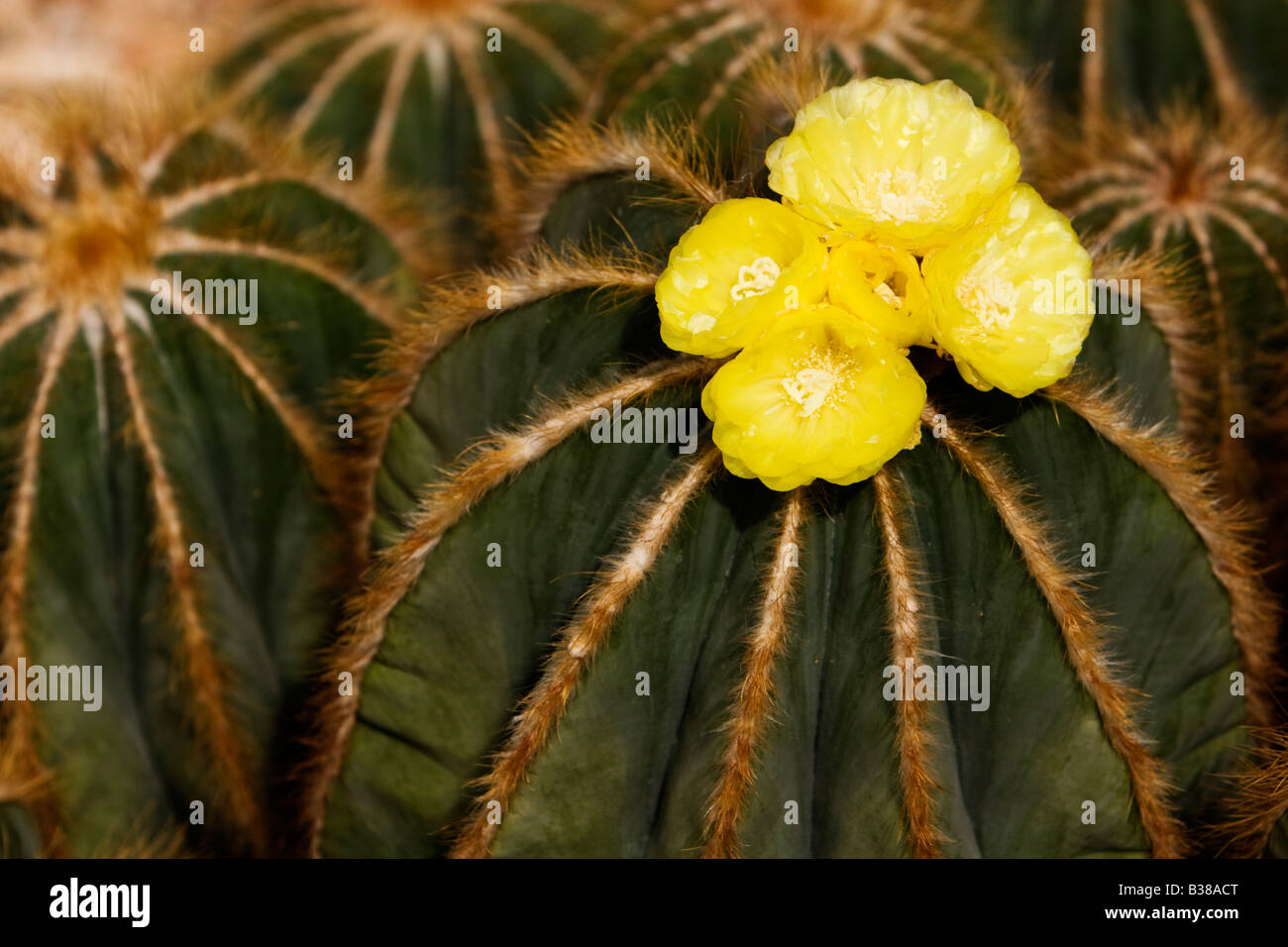 Mexican golden barrel cactus hi-res stock photography and images - Alamy