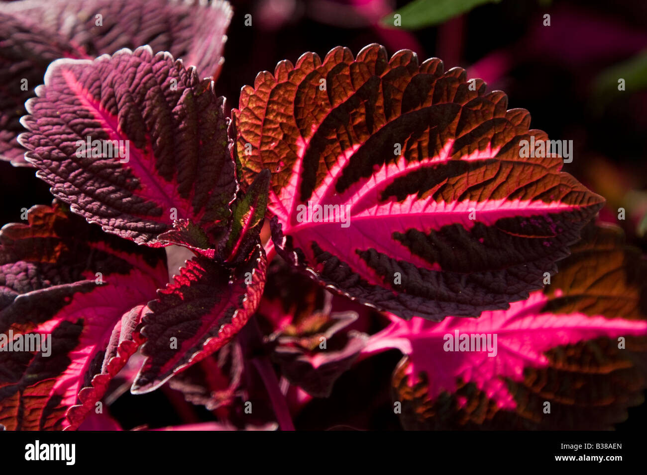 Variegated pink hi-res stock photography and images - Alamy