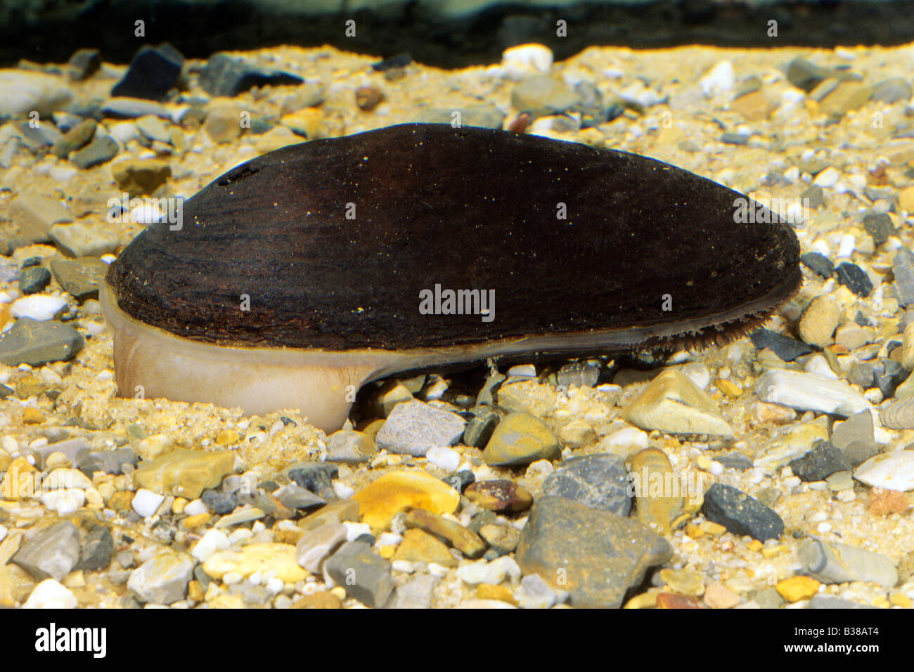 Freshwater mussel hi-res stock photography and images - Alamy