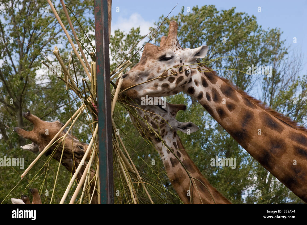 Giraffes feeding at zoo feeding station Stock Photo - Alamy