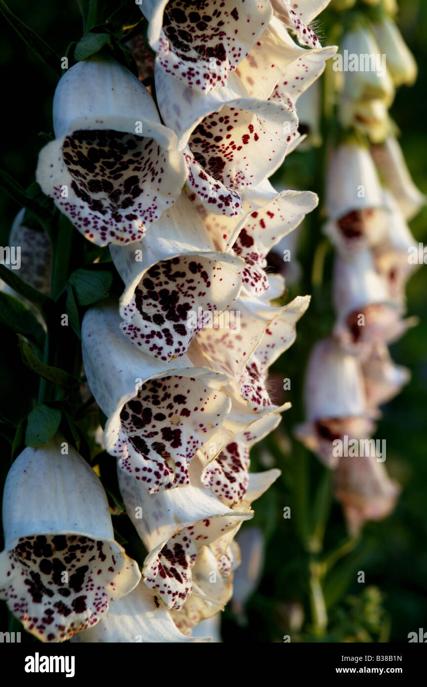 Foxglove leaves hi-res stock photography and images - Alamy