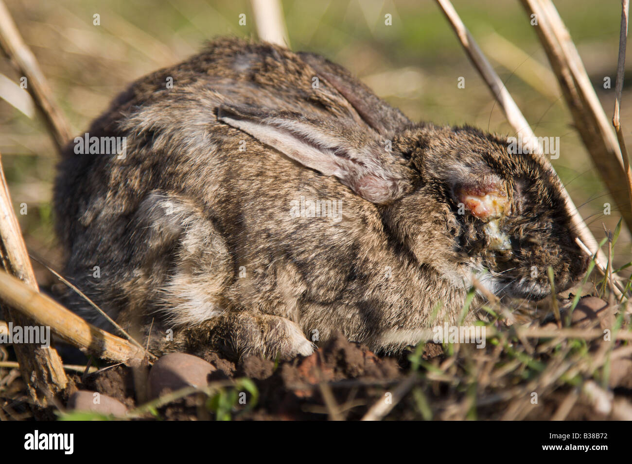 Myxomatosis rabbit wildlife disease hi-res stock photography and images ...