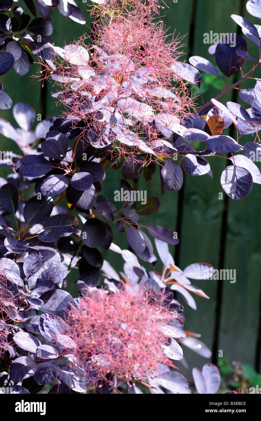 Cotinus - Smoke Bush Stock Photo - Alamy