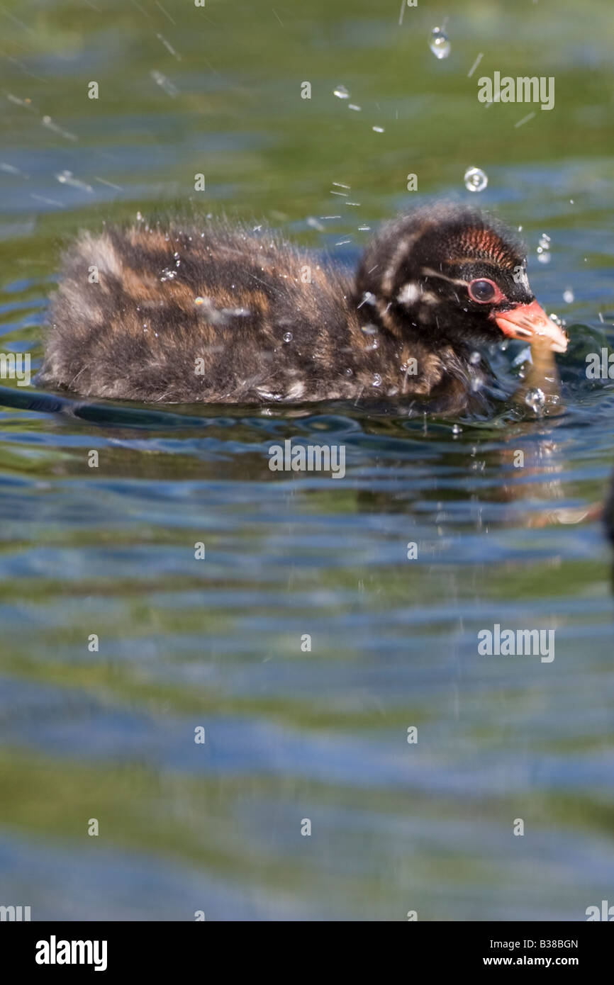 Little grebe portrait hi-res stock photography and images - Alamy