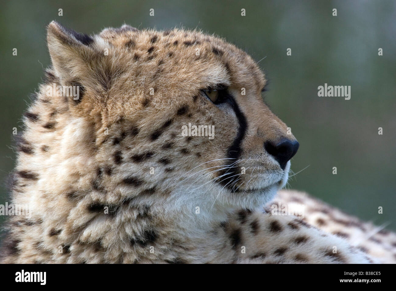 Cheetah big cats hi-res stock photography and images - Alamy
