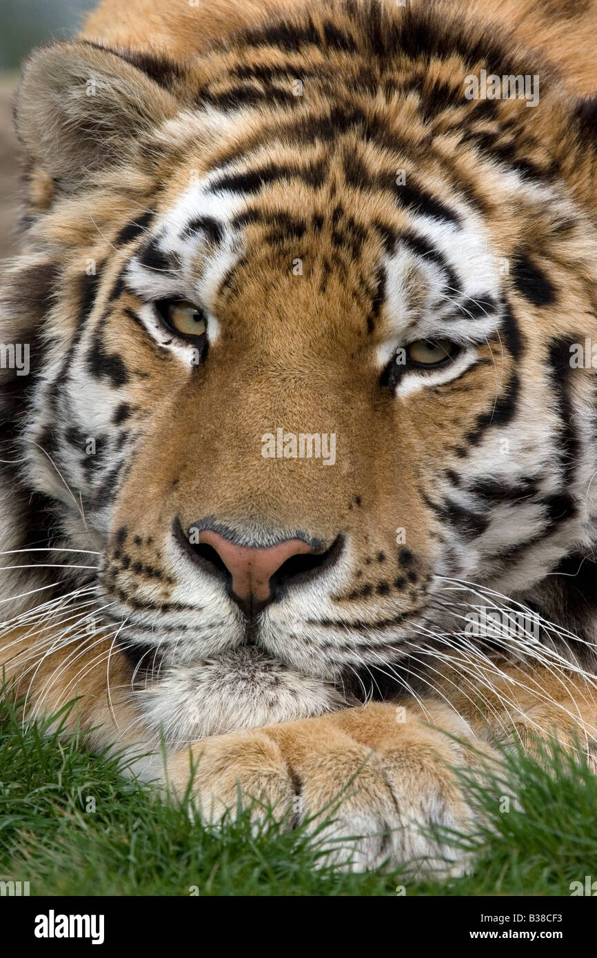 Tiger resting hi-res stock photography and images - Alamy
