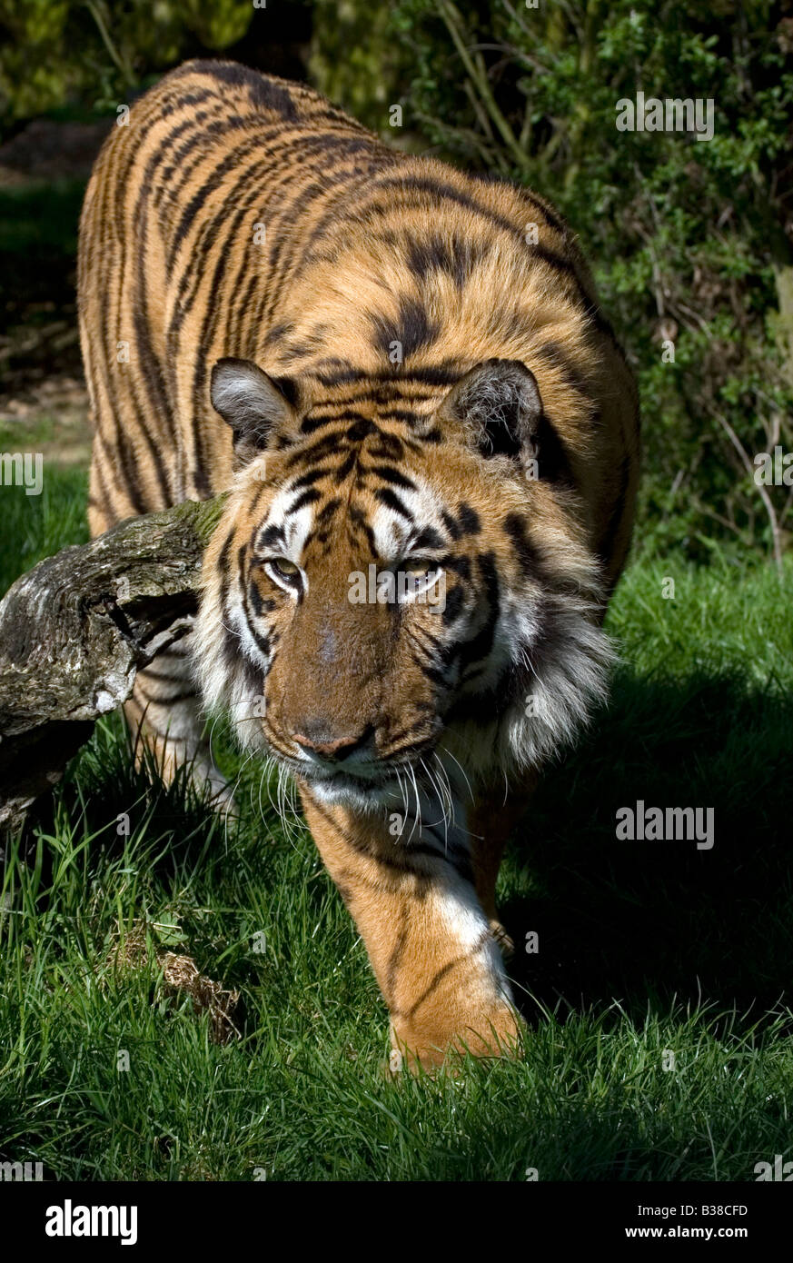 Tiger stalking prey hi-res stock photography and images - Alamy