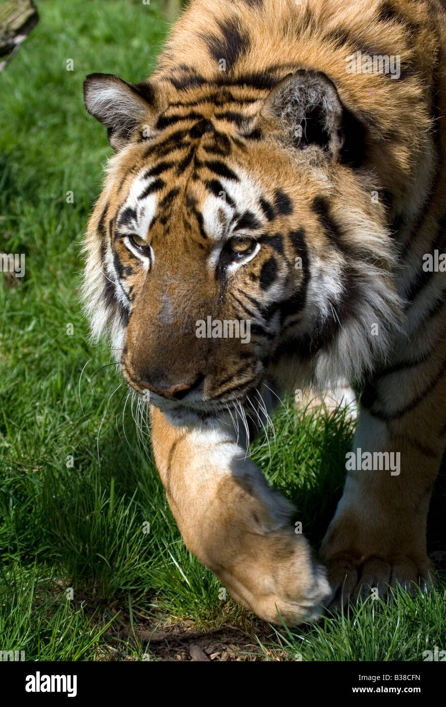 Tiger stalking, portrait Stock Photo - Alamy