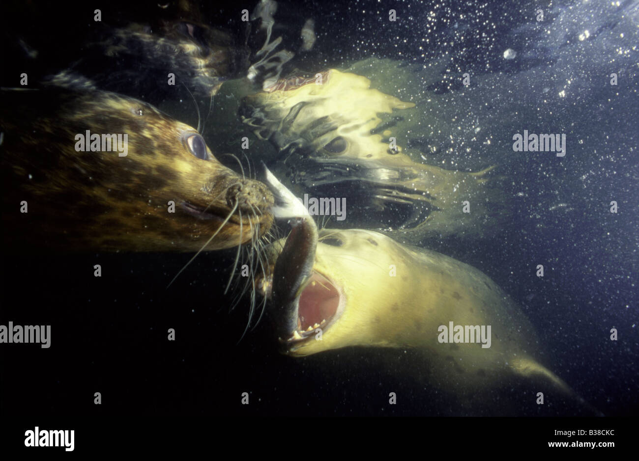 Seal underwater chasing fish hi-res stock photography and images - Alamy