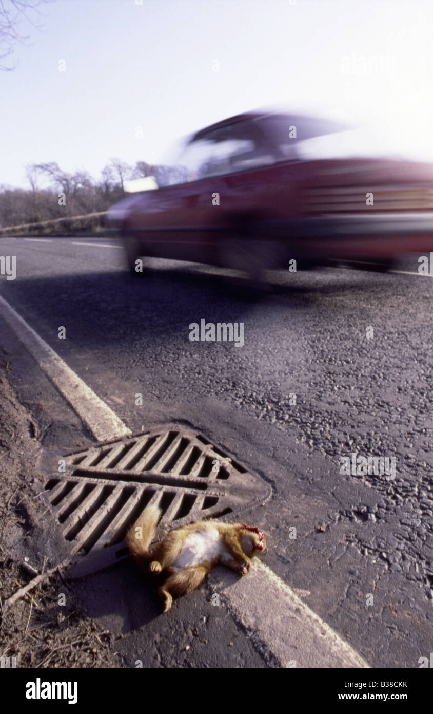 Red squirrel killed by car hi-res stock photography and images - Alamy