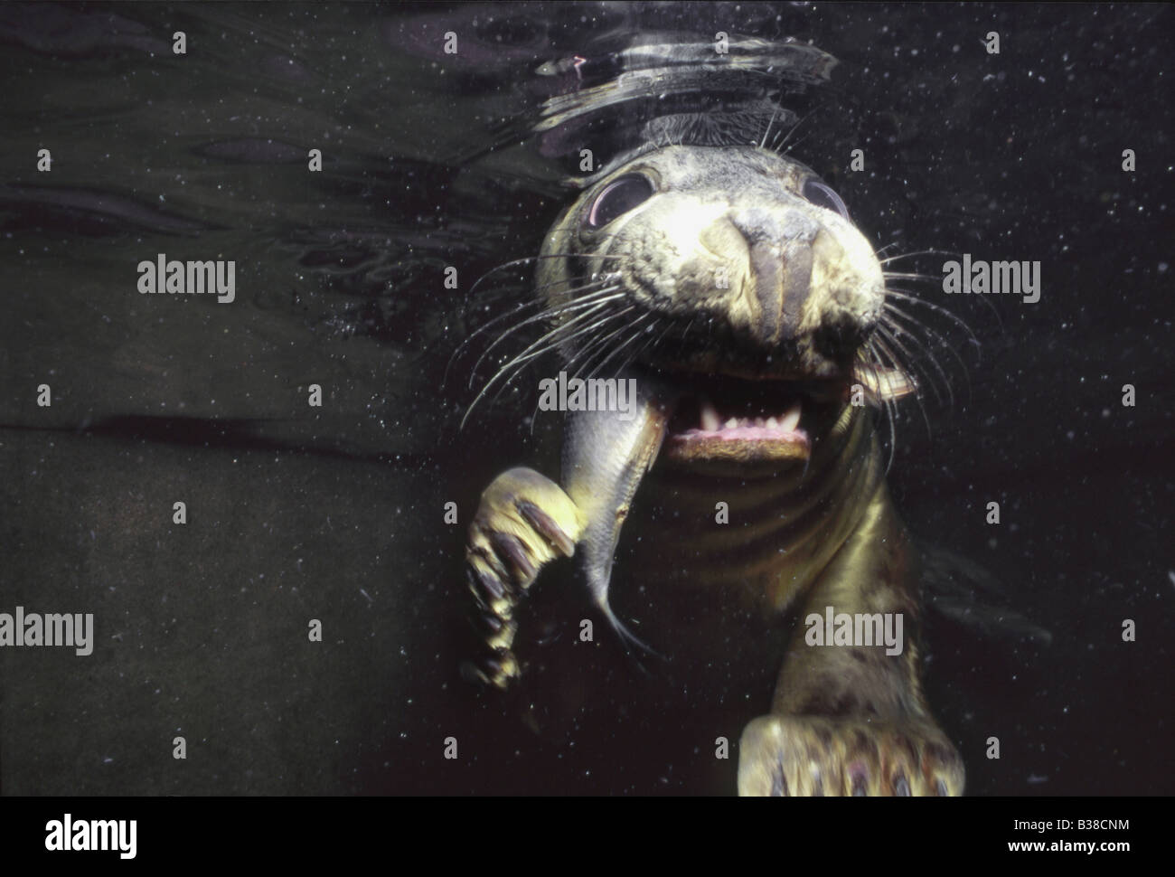 Seal catching fish hi-res stock photography and images - Alamy