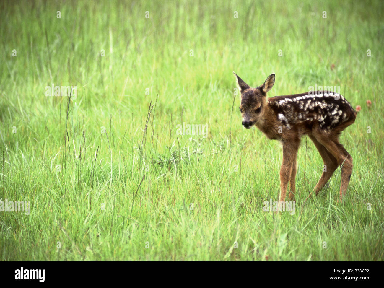 Roe deer (capreolus capreolus) fawn Stock Photo - Alamy