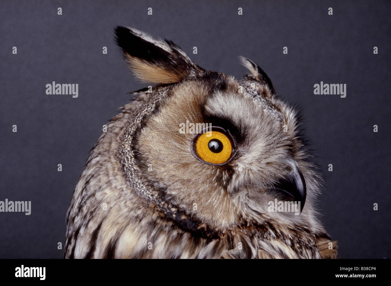 Buto High Resolution Stock Photography and Images - Alamy