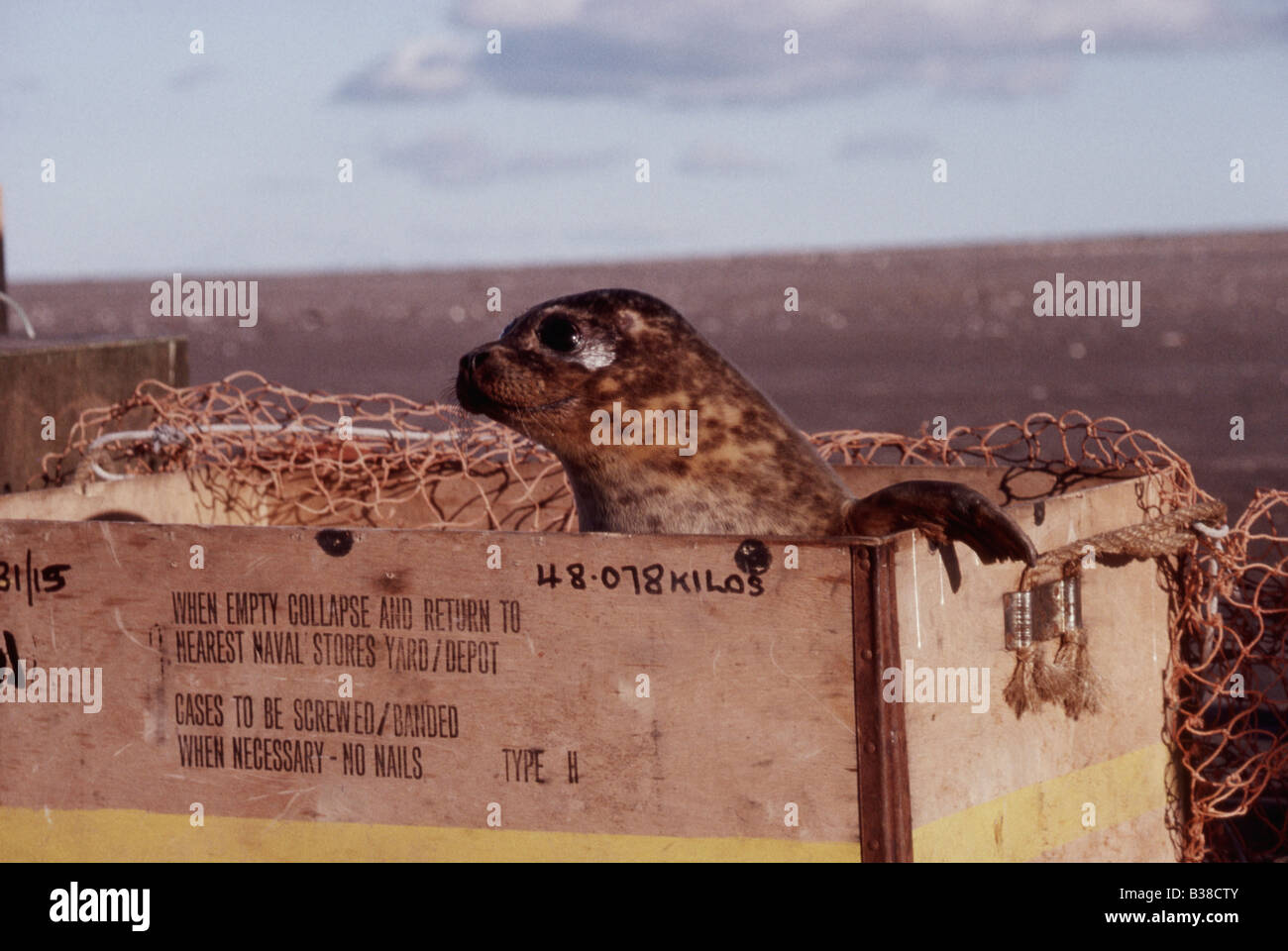 Seal catching fish hi-res stock photography and images - Alamy