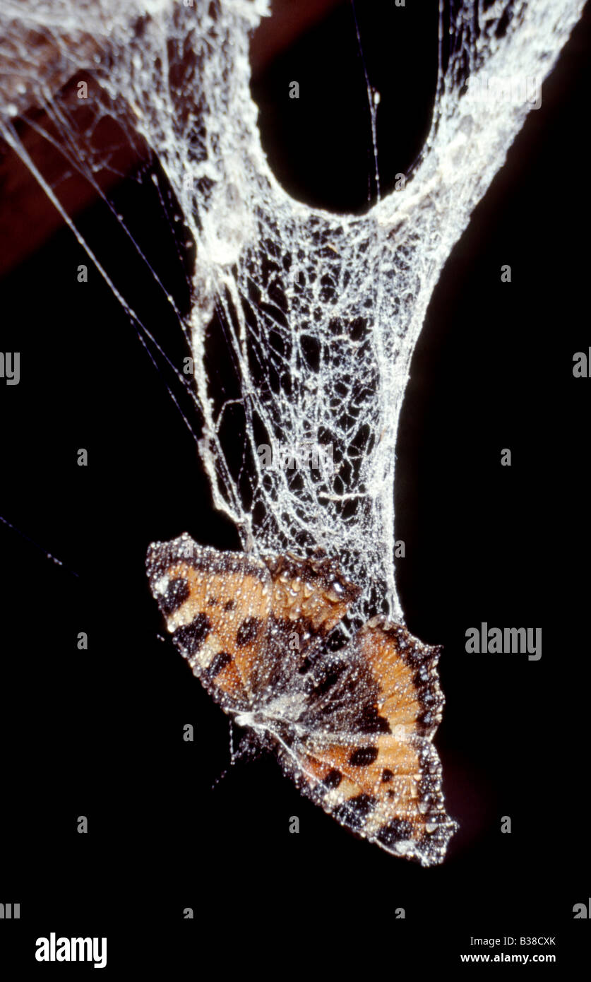 Small tortoiseshell butterfly (Thymelicus sylvestris) caught in spiders ...