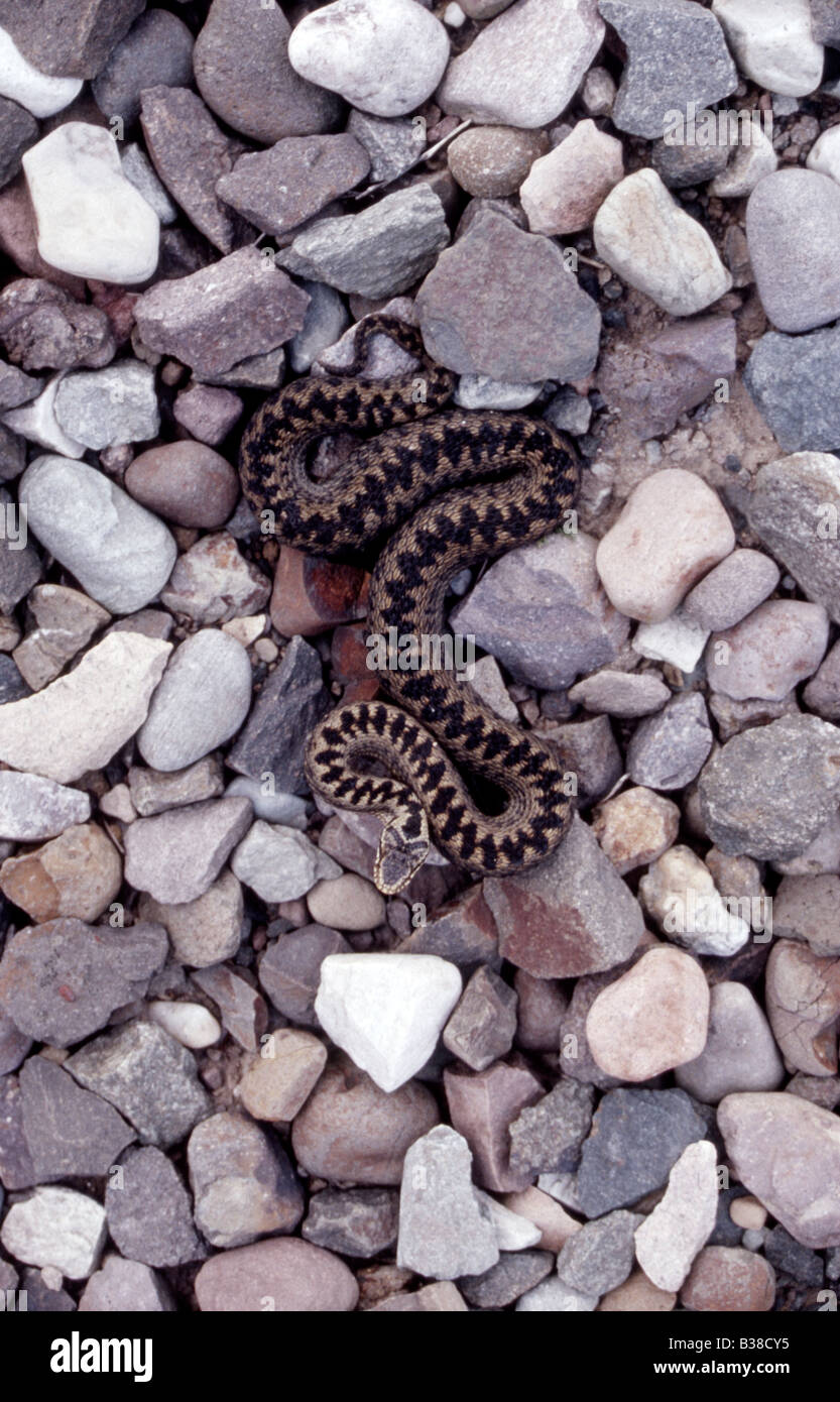 Adder stones hi-res stock photography and images - Alamy