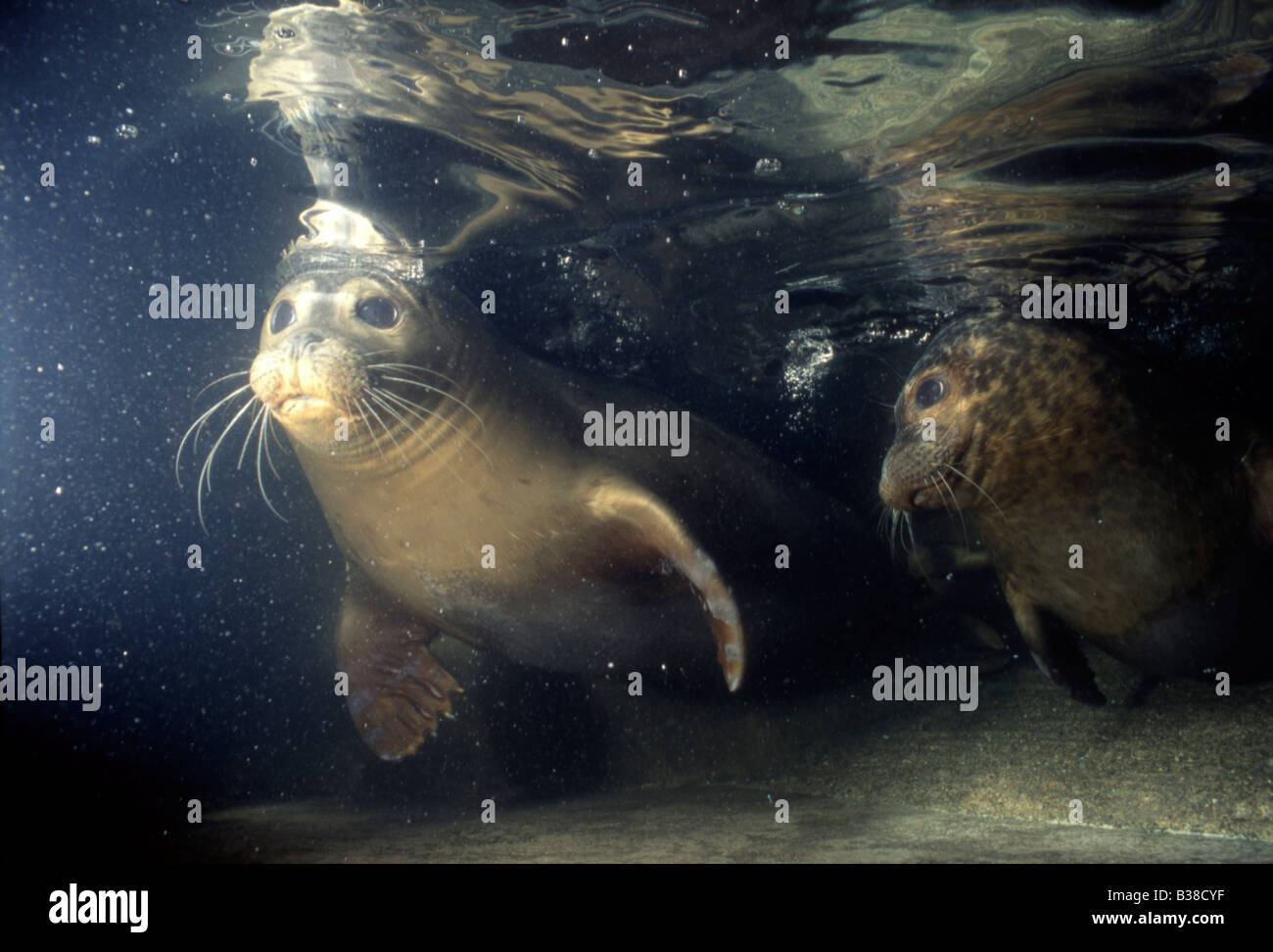 Grey seals Halichoerus grypus catching under water, UK Stock Photo - Alamy