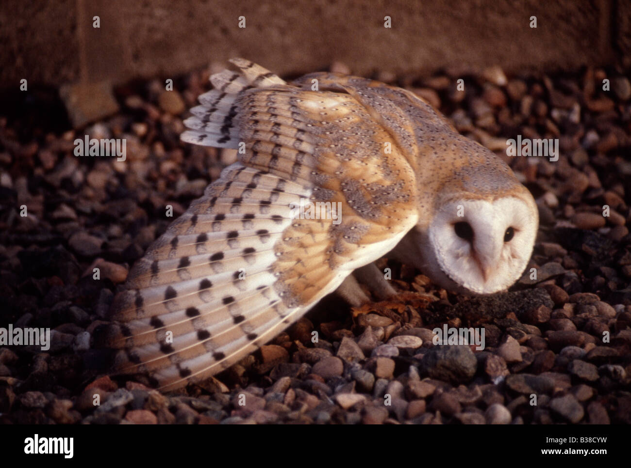 Barn owl (Tyto alba) detail showing threat posture, UK Stock Photo - Alamy