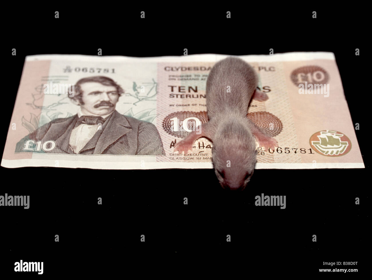 Baby stoat (Mustela erminea) on a ten pound note, UK Stock Photo - Alamy