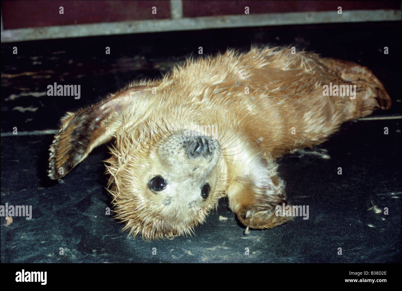 Grey seal pup Halichoerus grypus (captive/hand-reared), head detail, UK ...