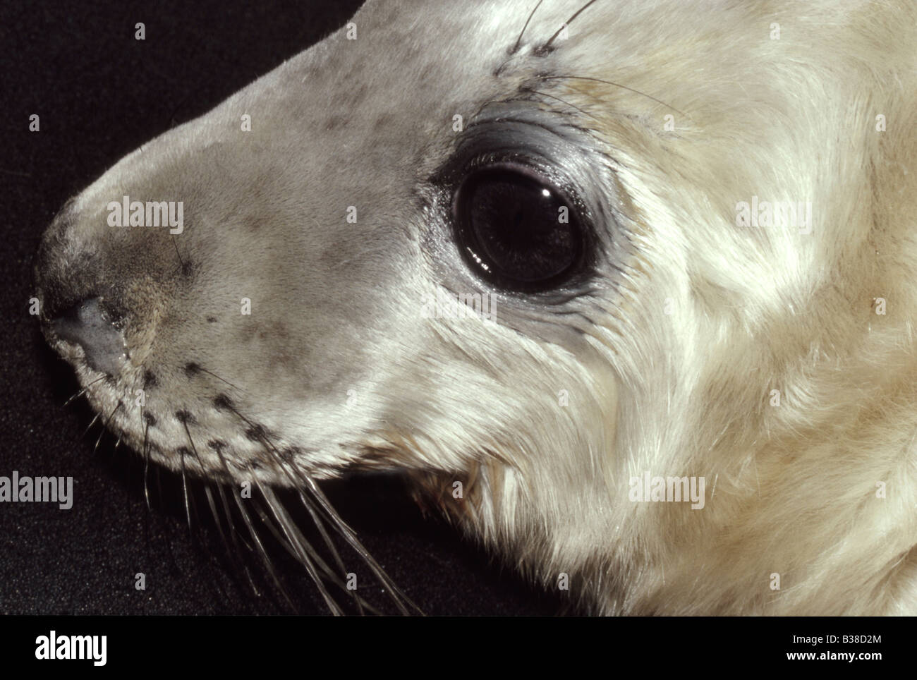 Grey seal pup Halichoerus grypus (captive/hand-reared), head detail, UK ...