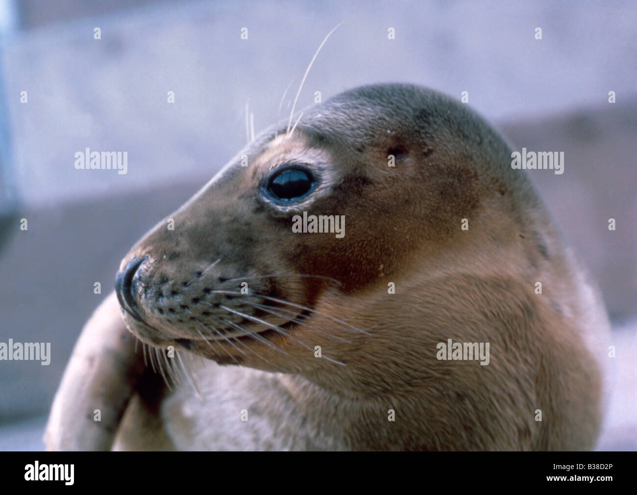 Scottish Grey Seal Pup High Resolution Stock Photography and Images - Alamy