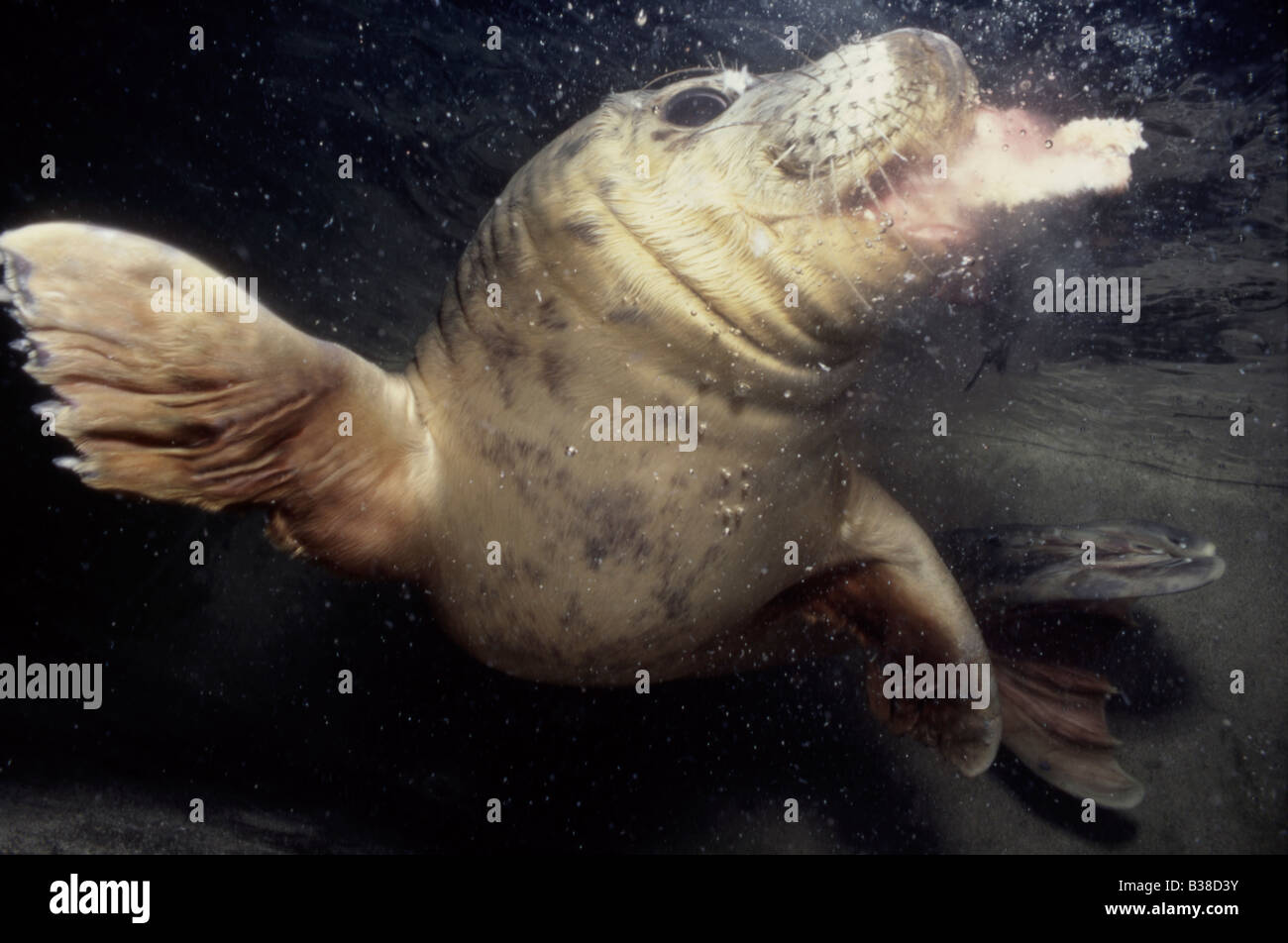 Seal catching fish hi-res stock photography and images - Alamy