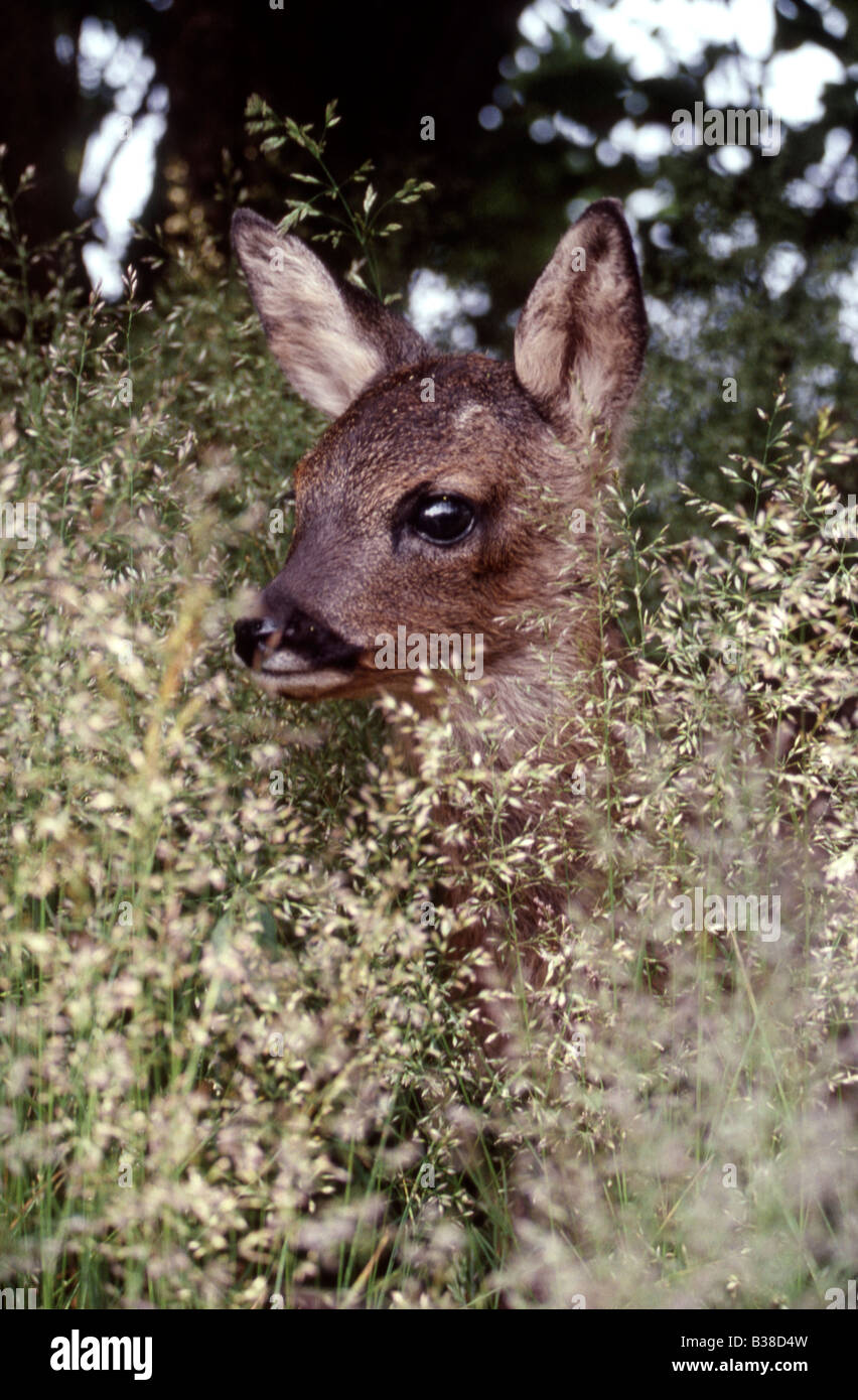 Deer fawn head ears hi-res stock photography and images - Alamy