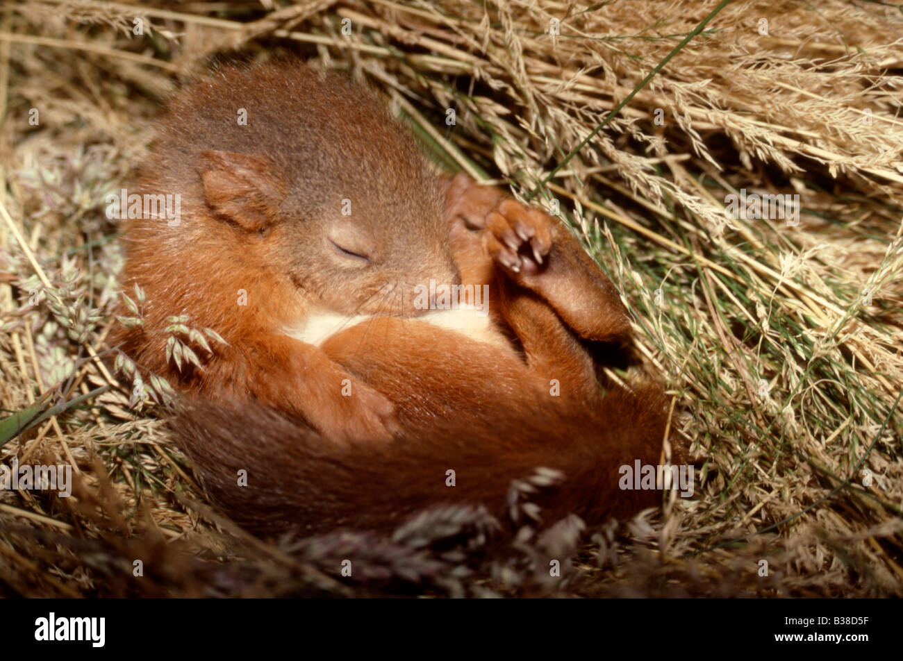 Baby Red squirrel (sciurus vulgaris) hand reared, asleep in straw, UK ...