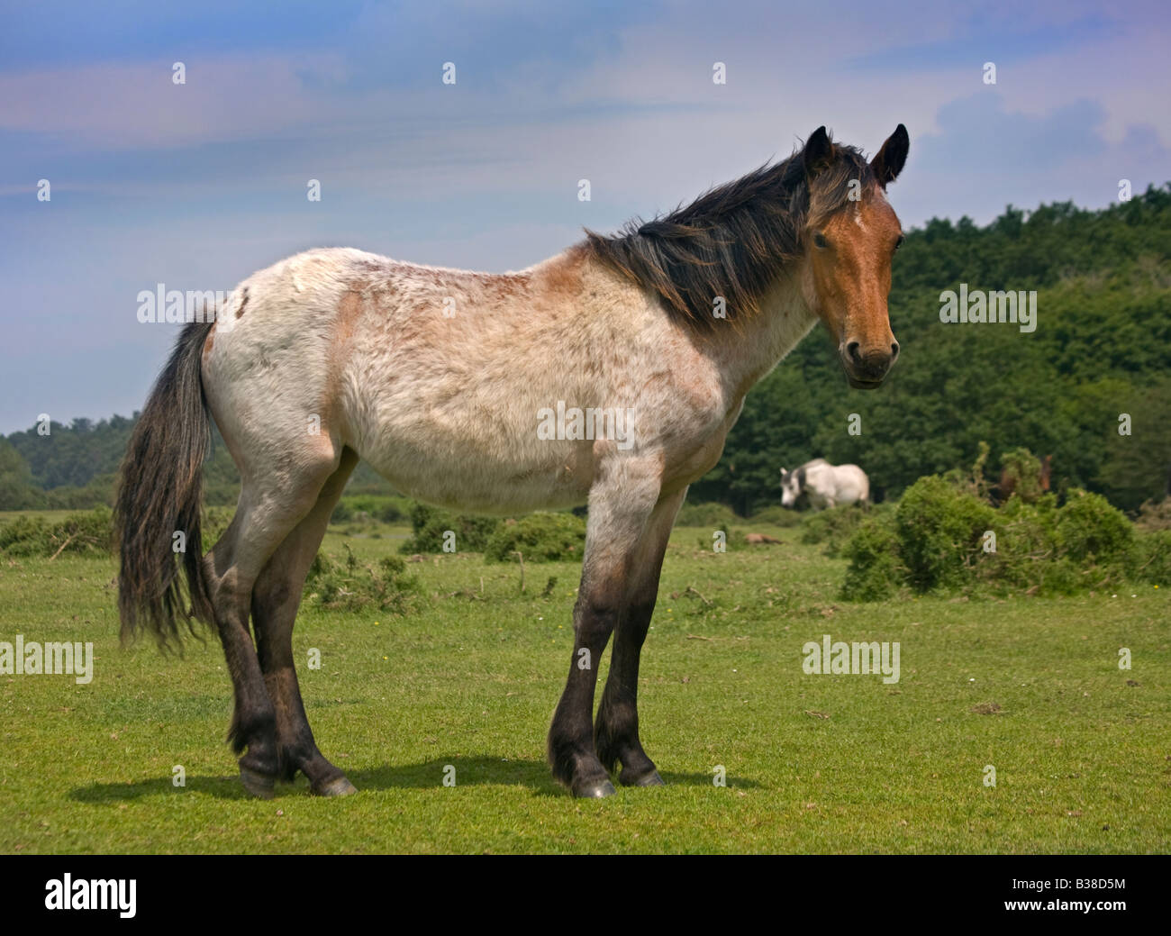 Beige New Forest Pony at Stoney Cross, Hampshire, England Stock Photo ...