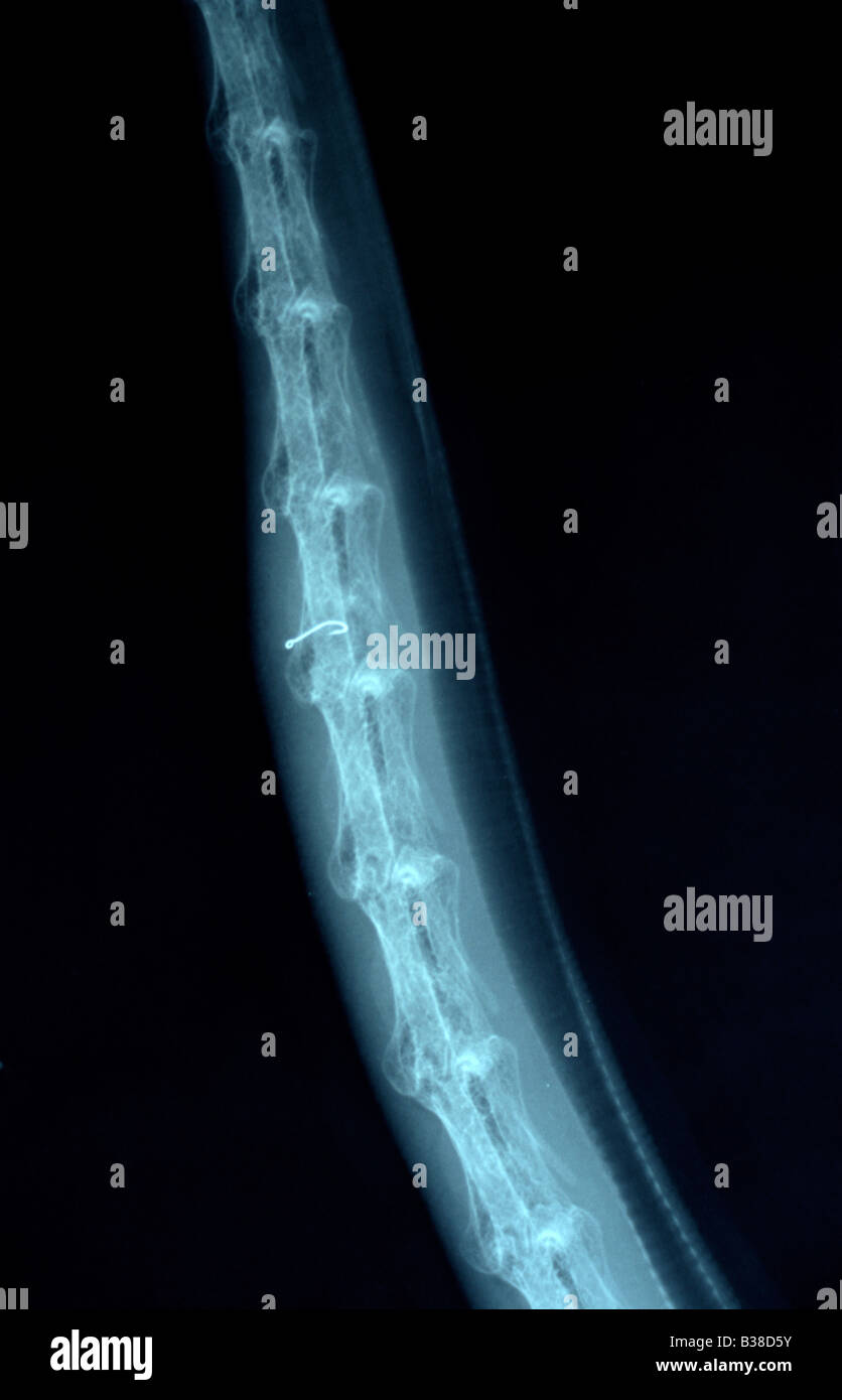X-ray of the neck of a Mute swan (Cygnus olor) with fishing hook stuck ...