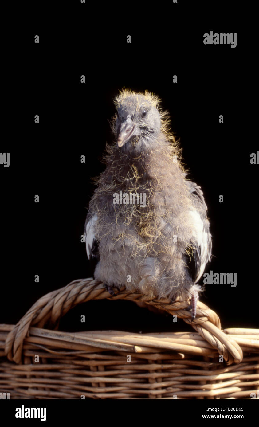 Baby pigeon hi-res stock photography and images - Alamy