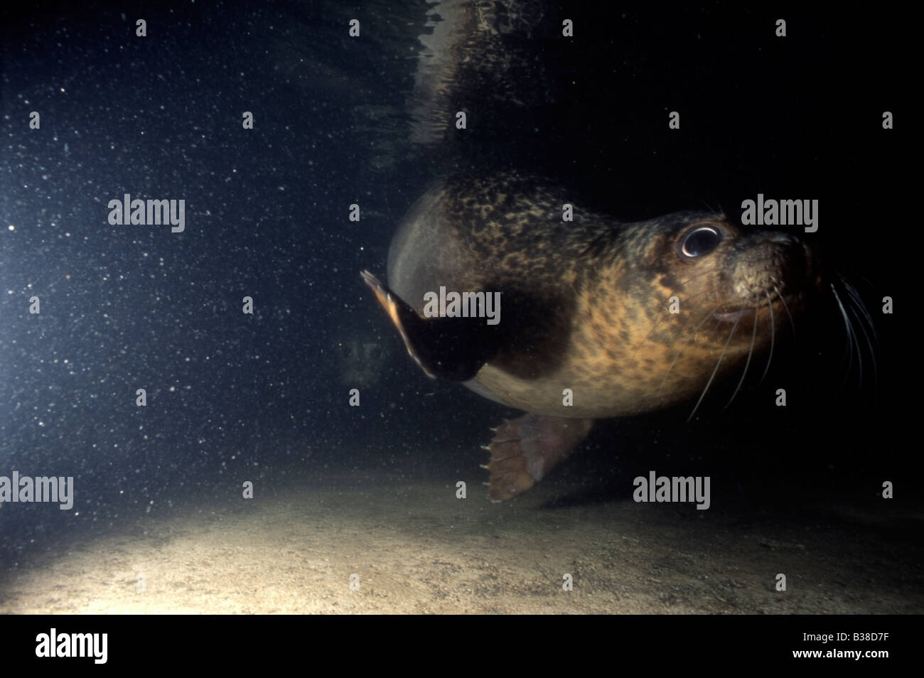 Seal underwater chasing fish hi-res stock photography and images - Alamy