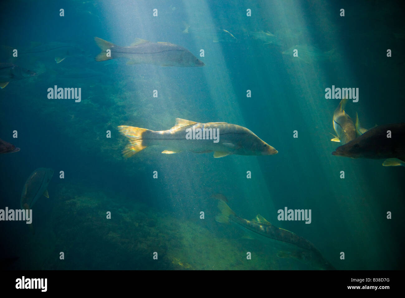 Fish swimming as observed from Fish Bowl underwater observatory in ...