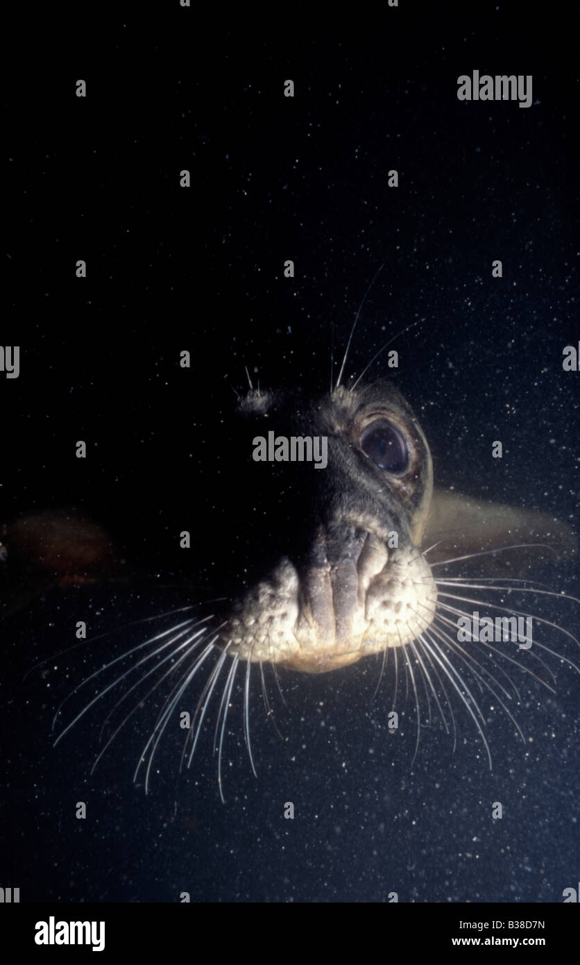 Seal underwater chasing fish hi-res stock photography and images - Alamy