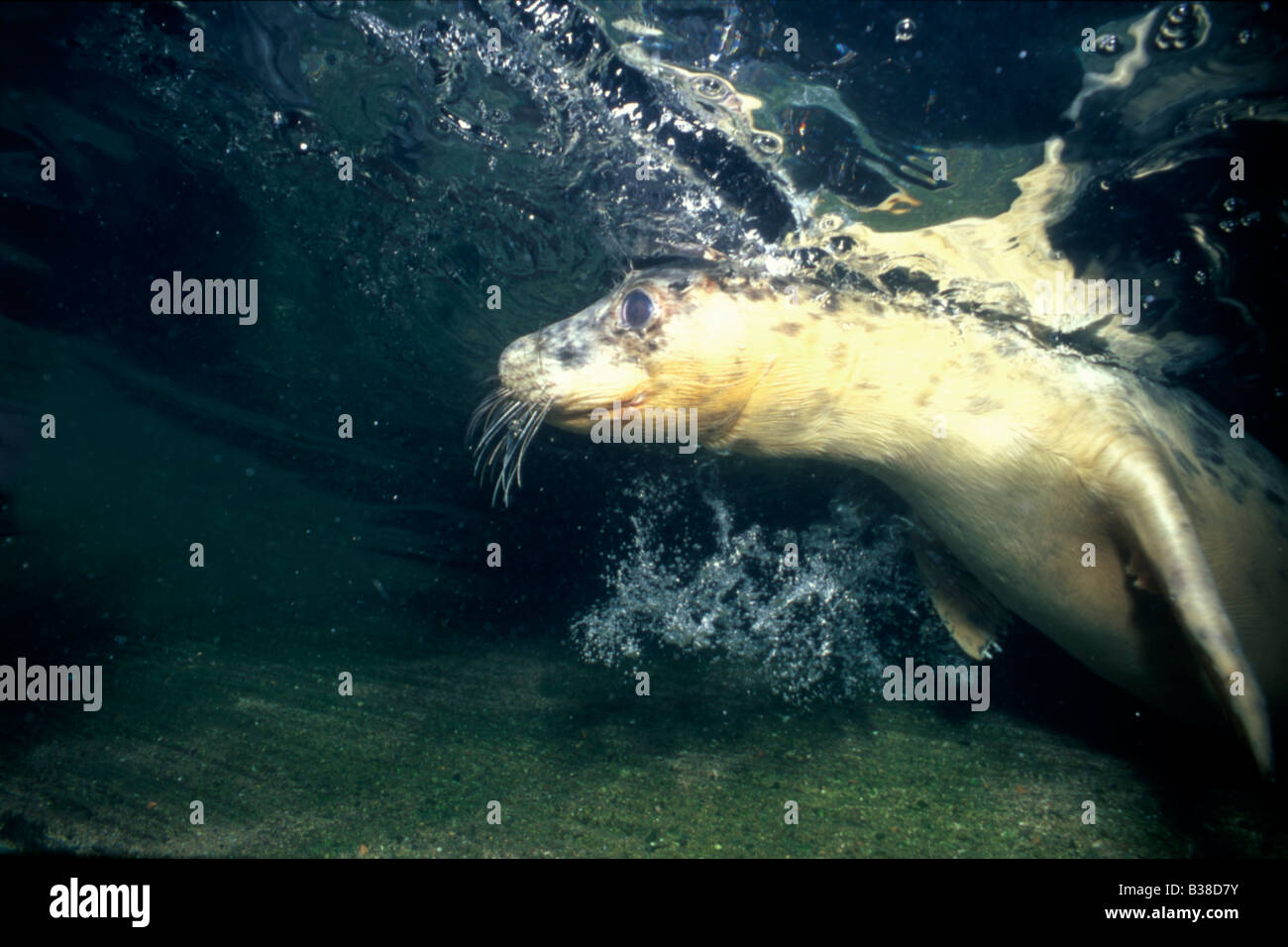 Seal underwater chasing fish hi-res stock photography and images - Alamy