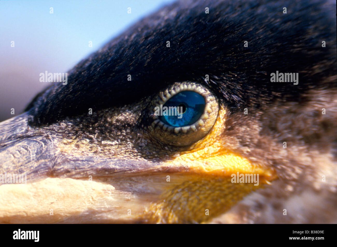 European cormorant Phalacrocorax carbo, head and eye detail, UK Stock ...