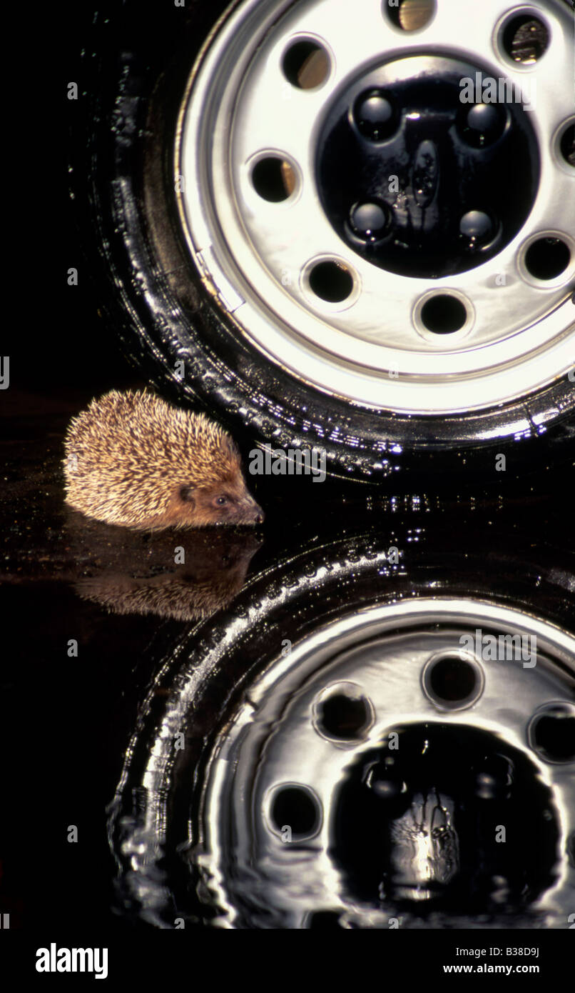 Hedgehog Poop On Wheel