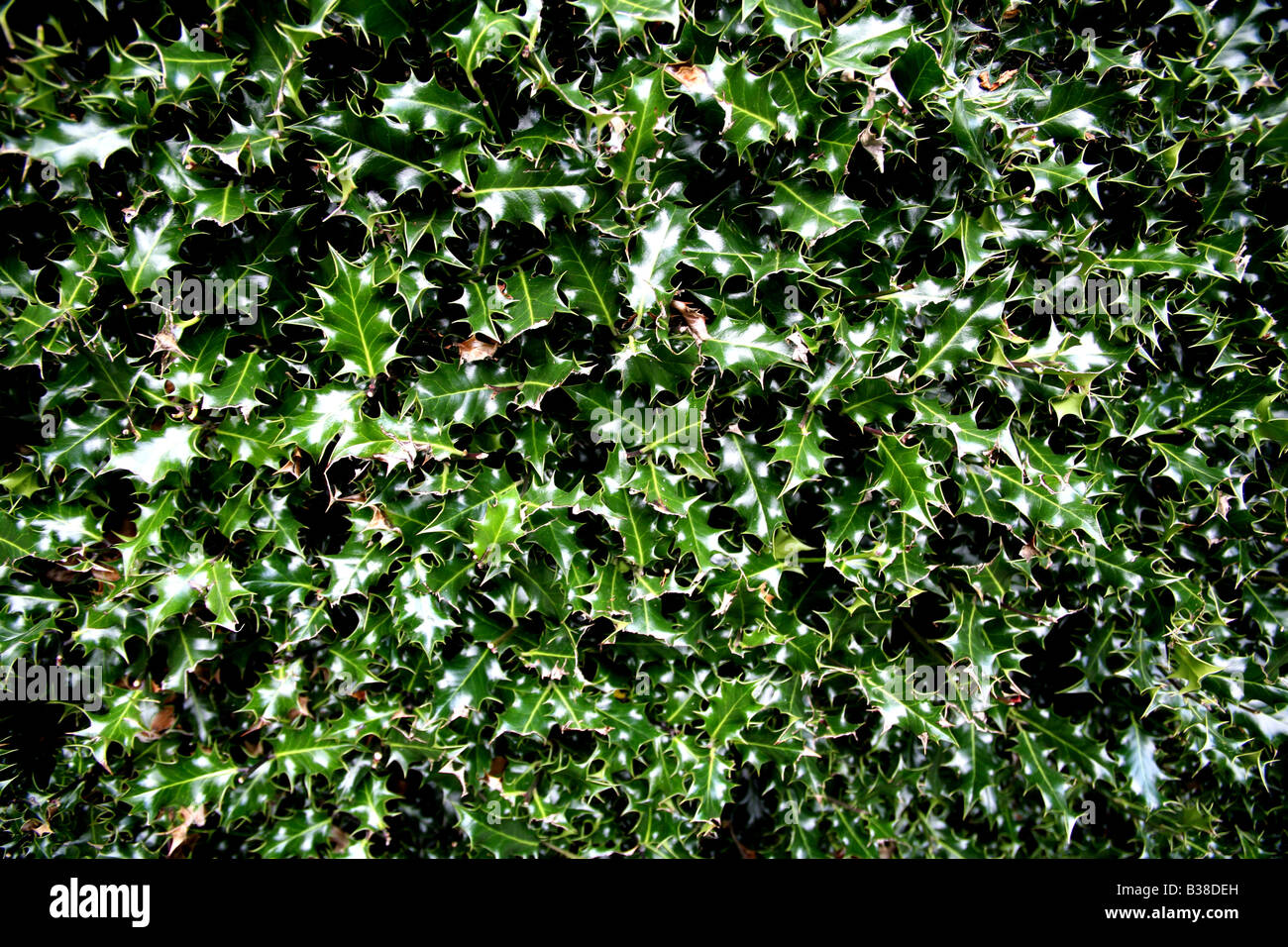 Prickly hedge hi-res stock photography and images - Alamy