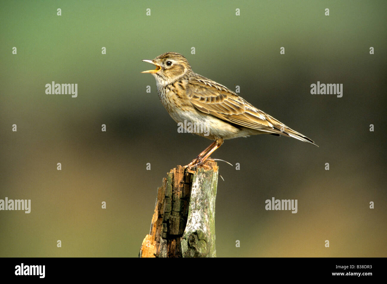 Skylark Bird