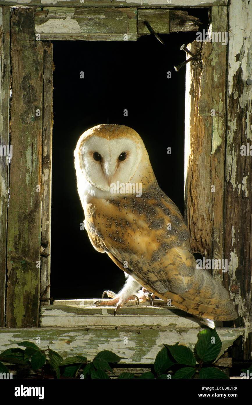Barn Owl (Tyto alba) perched in old window frame Stock Photo - Alamy