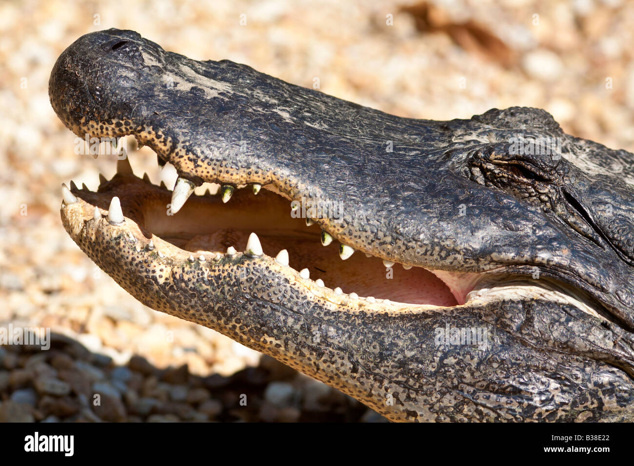 American alligators basking in the sun hi-res stock photography and ...